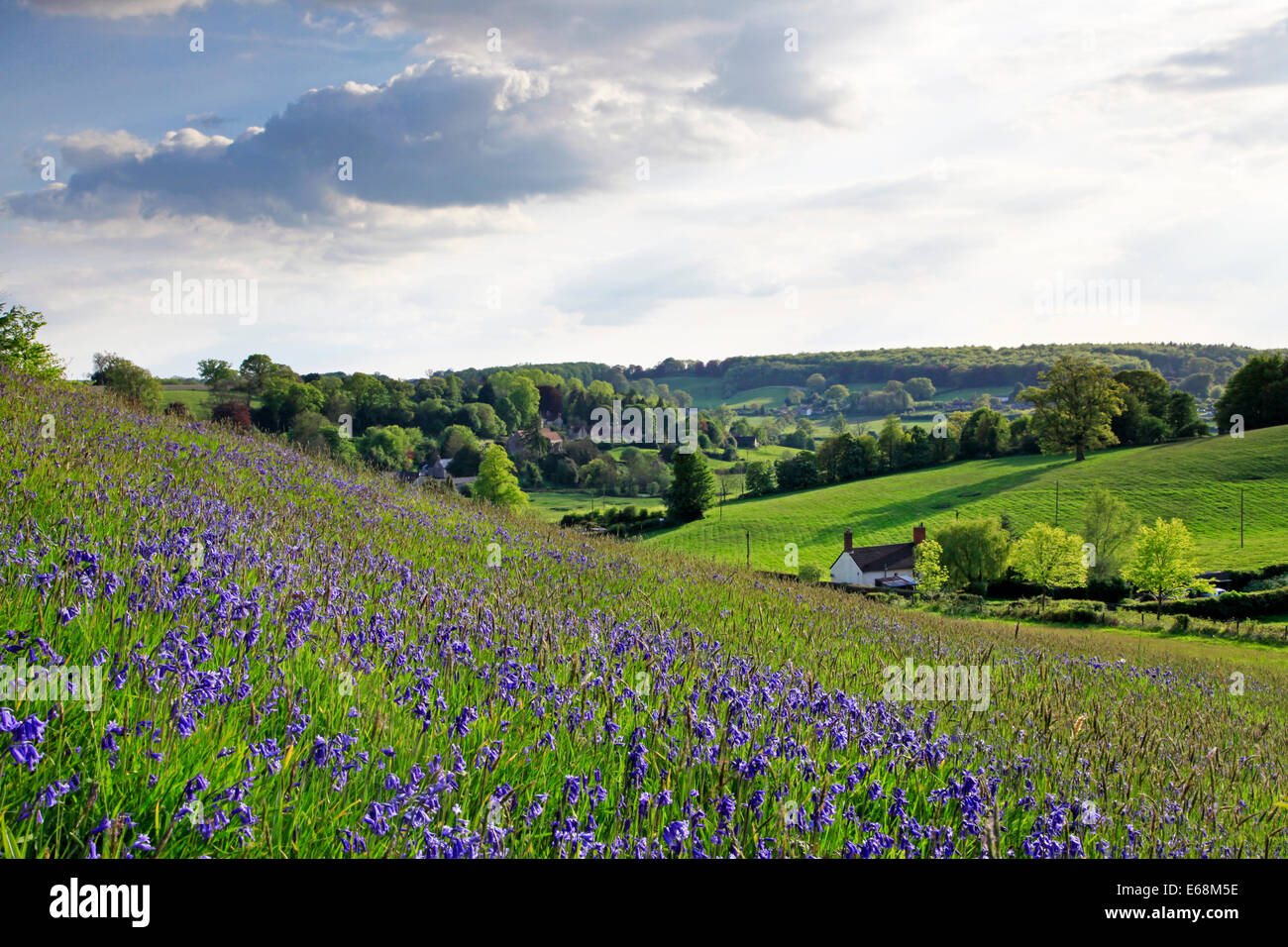Bluebells growing on a hillside near the village of Horningsham in ...
