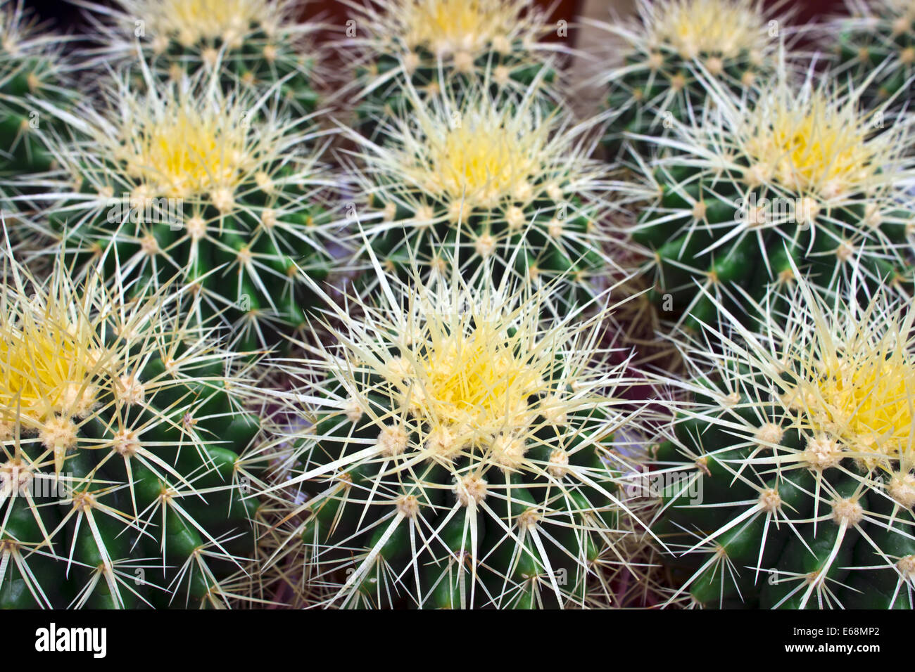 Small cactus plants hi-res stock photography and images - Alamy