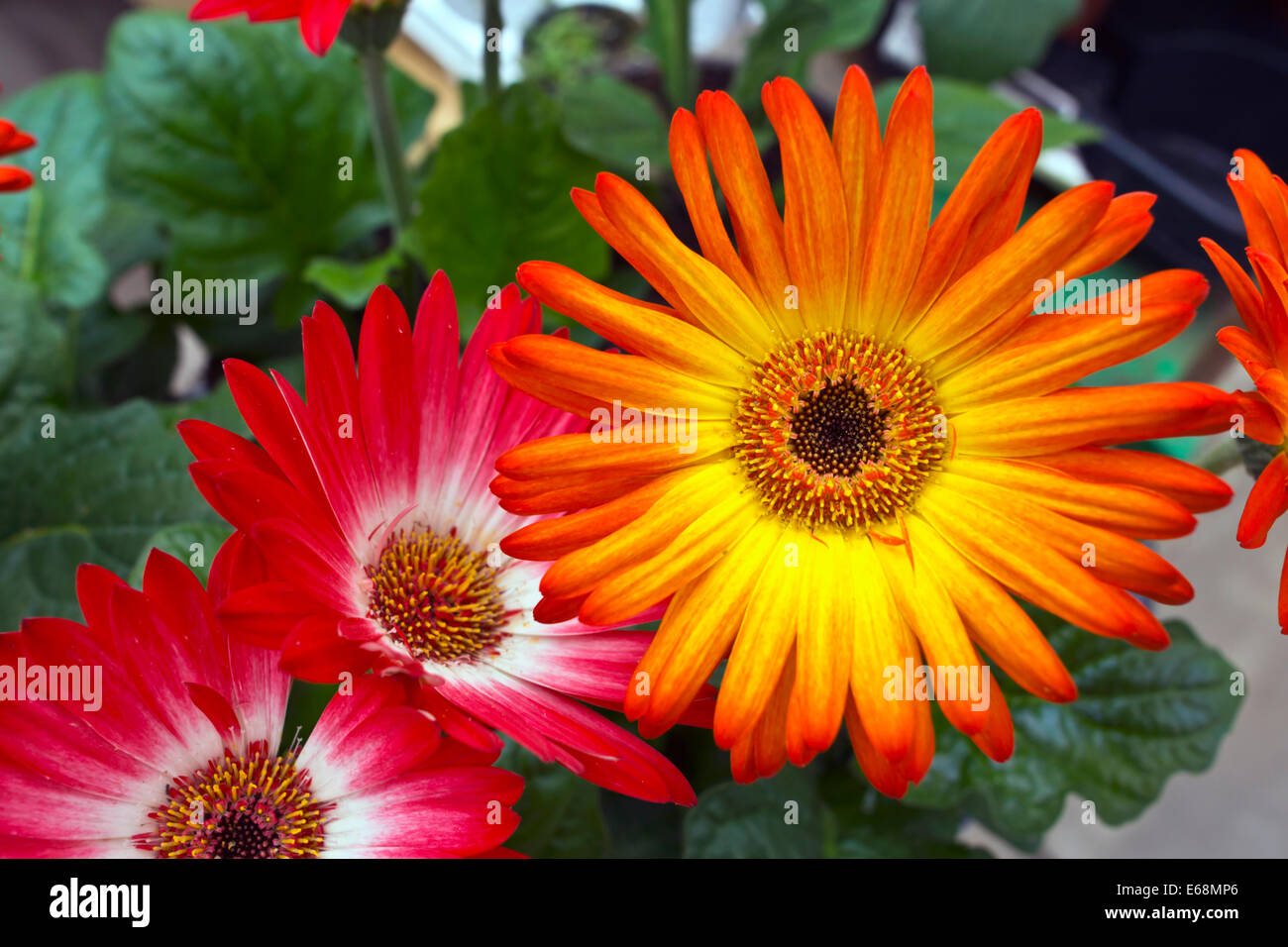 Brightly coloured gerbera daisies Stock Photo - Alamy