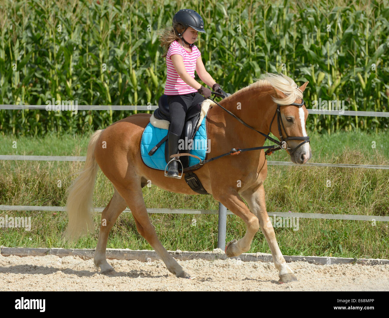 Young girl riding canter on back of Haflinger horse Stock Photo - Alamy