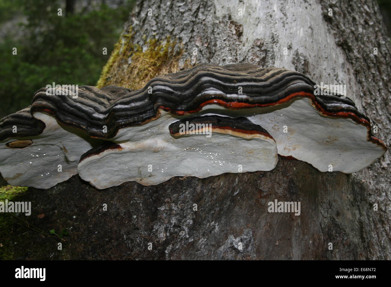 Red Banded Fungus growing on a tree Stock Photo - Alamy