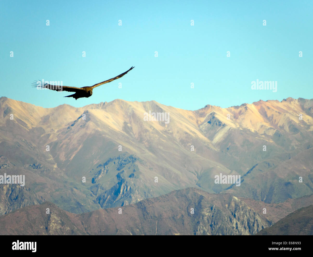 Peruvian condor hi-res stock photography and images - Alamy