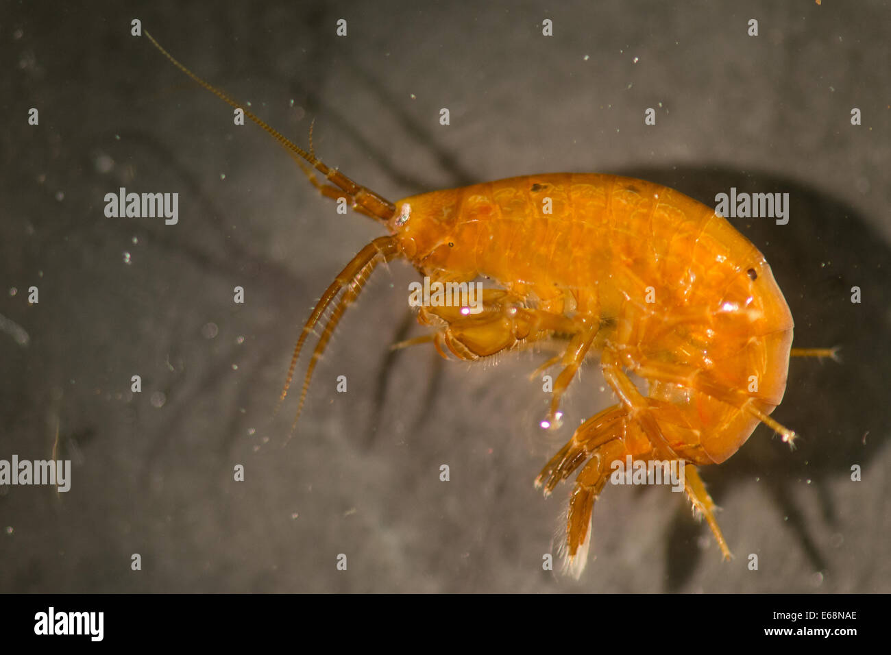 Amphipod arctic hi-res stock photography and images - Alamy