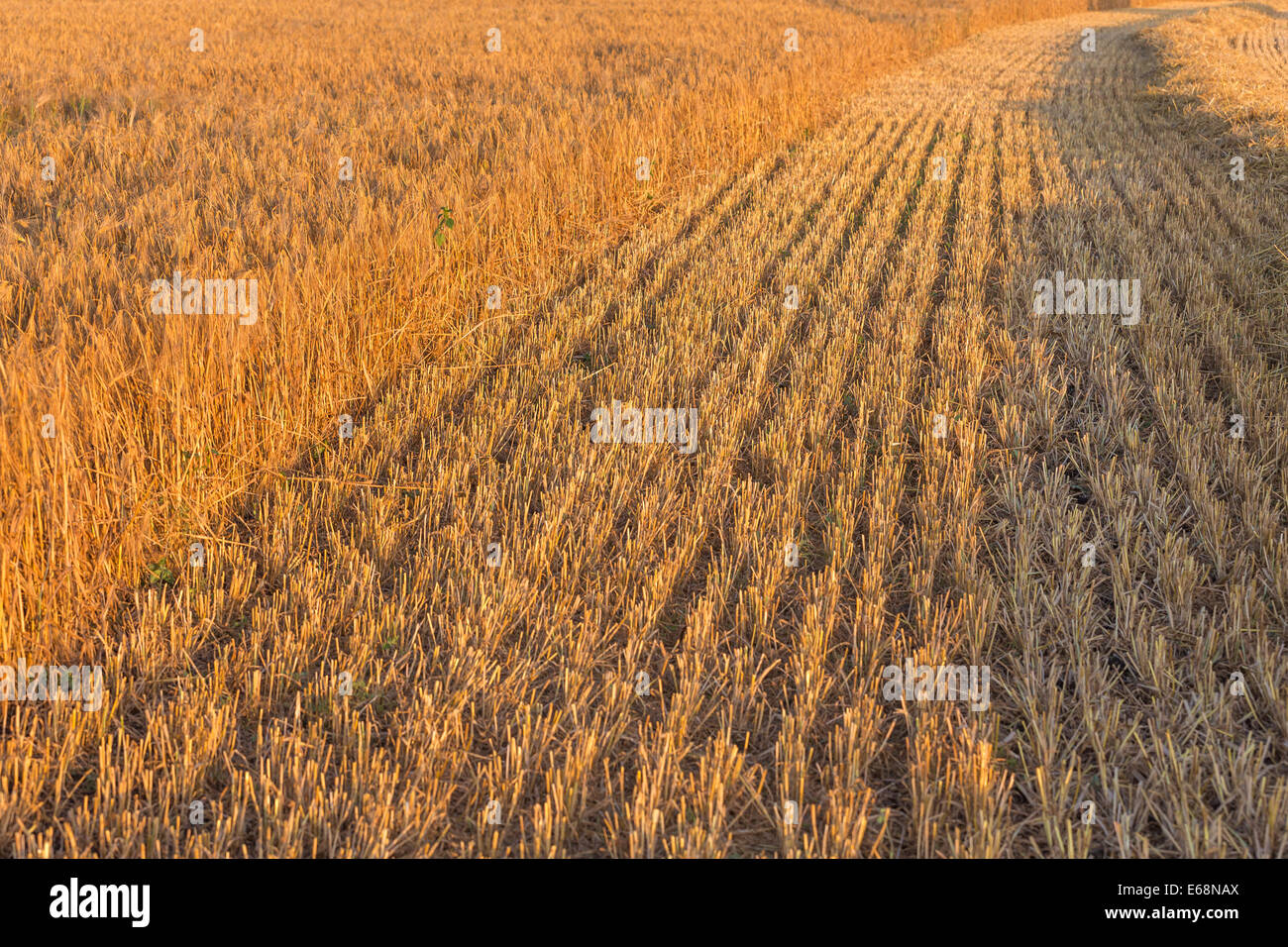 Summer landscape with farm fields during sunset Stock Photo - Alamy