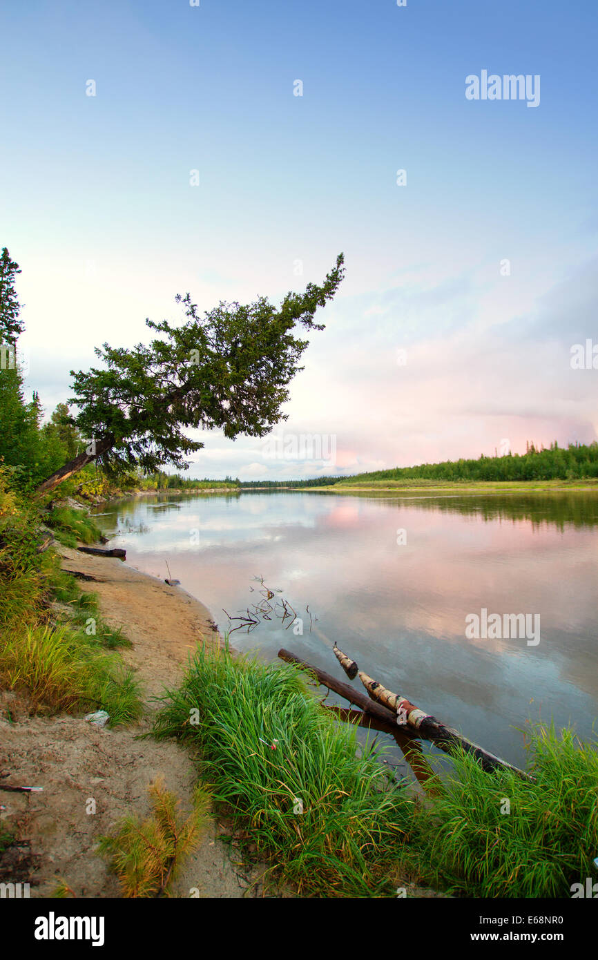 Old growth forest siberia hi-res stock photography and images - Alamy