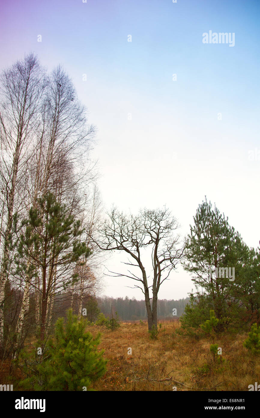 Oak tree without leaves hi-res stock photography and images - Alamy