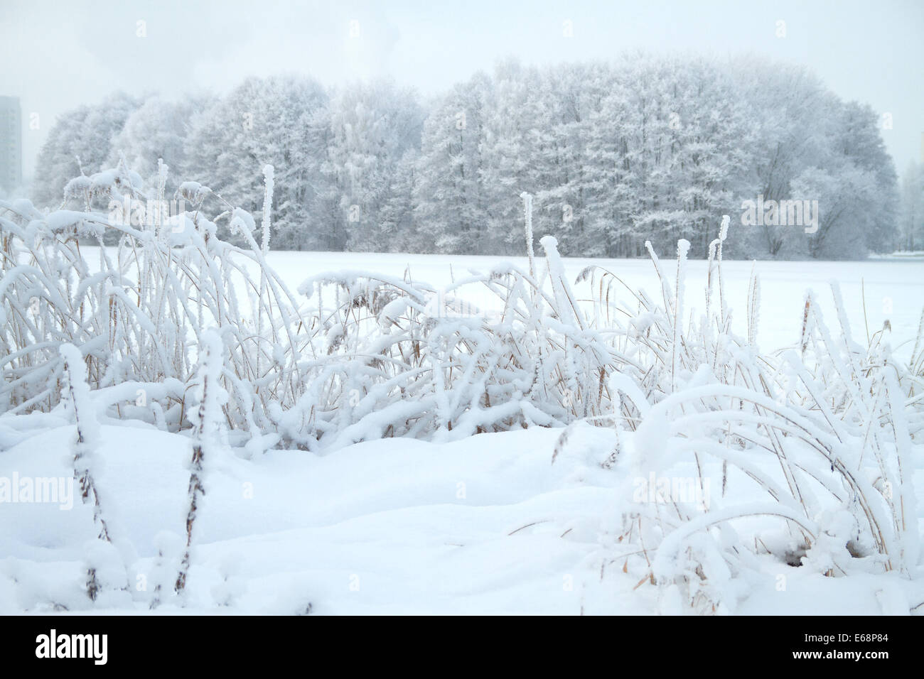 cold winter forest Stock Photo - Alamy