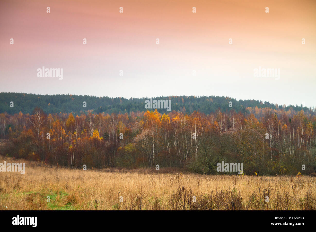 Forest in late autumn Stock Photo - Alamy