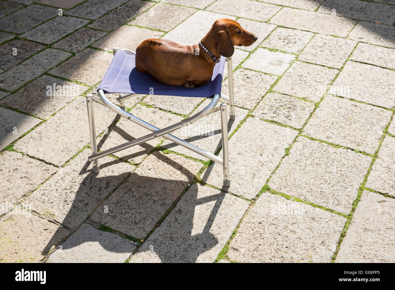 Dog on stool hi-res stock photography and images - Alamy