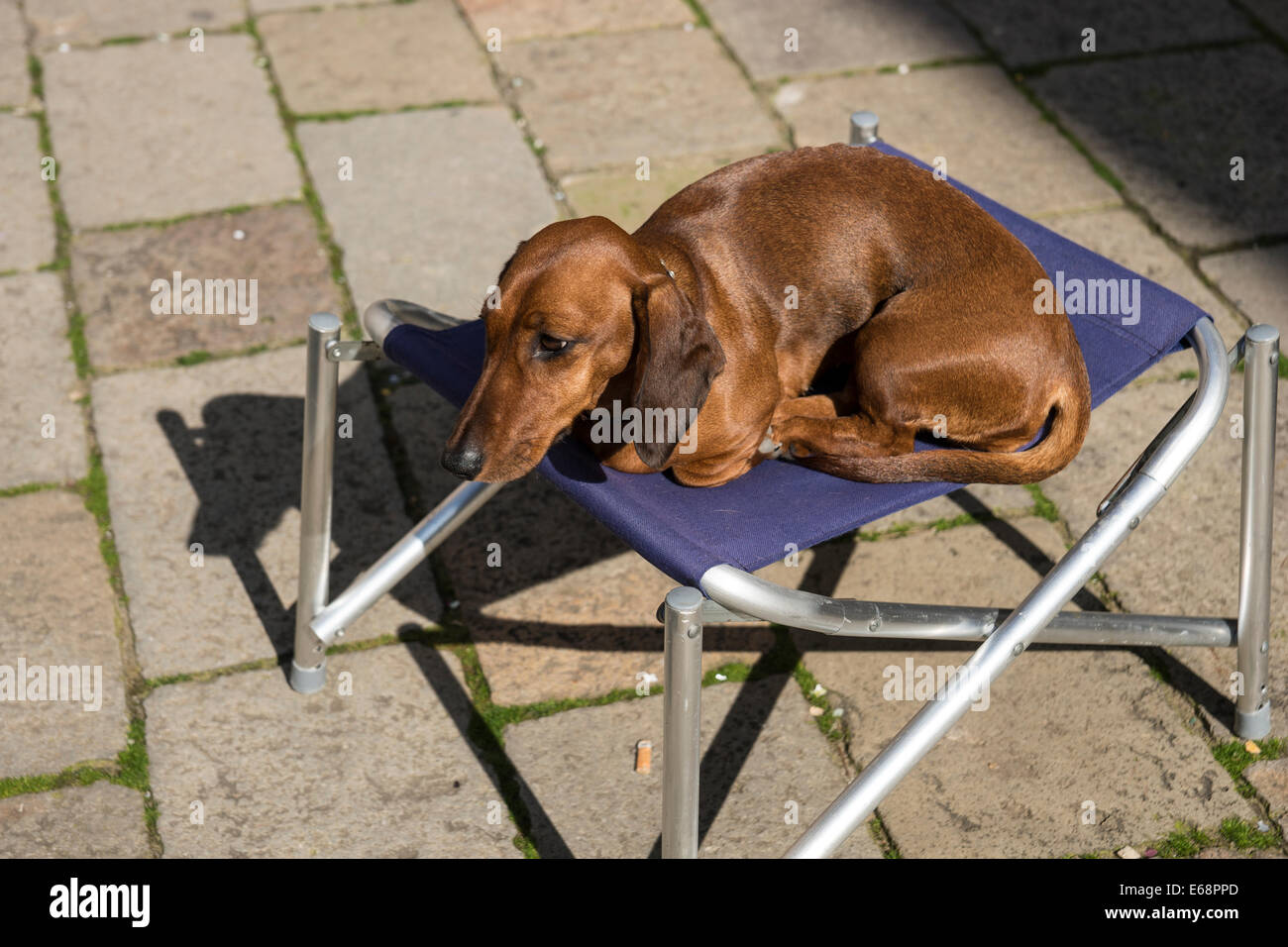 Dog stool hi-res stock photography and images - Alamy