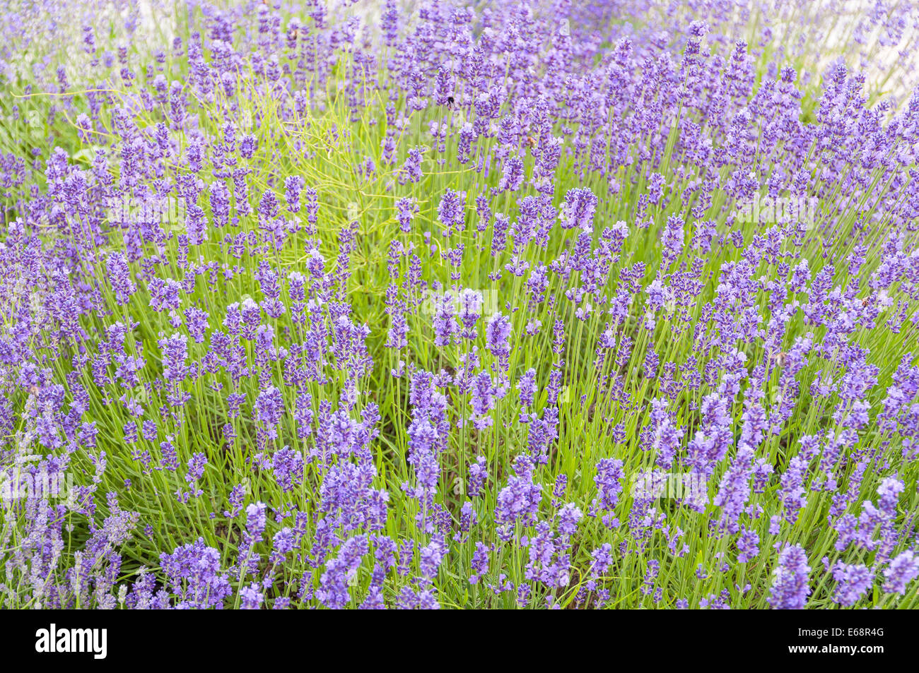 Natural background made of field of lavender flowers Stock Photo - Alamy