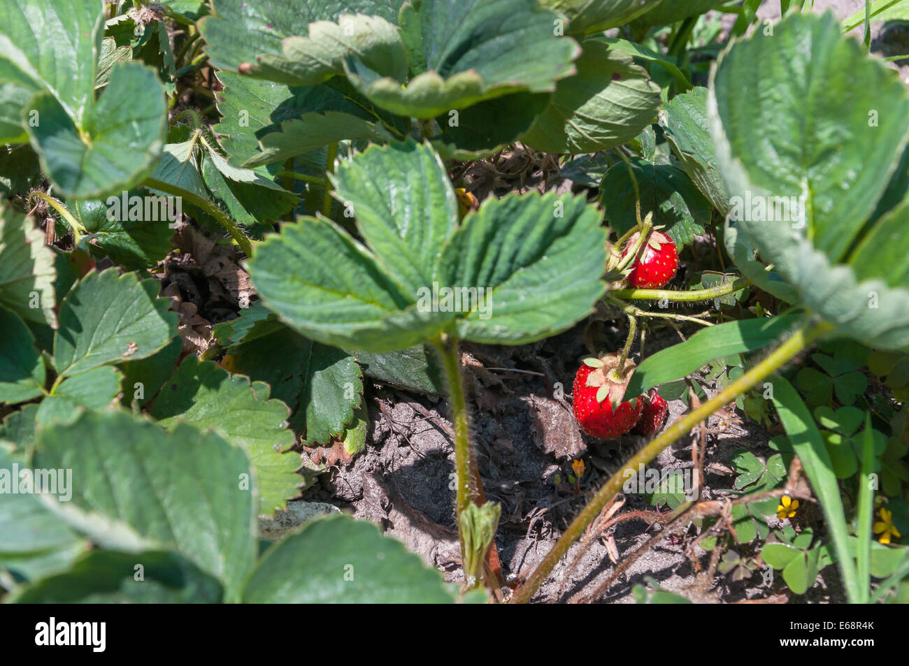 Bush shrub fruit garden gardening hi-res stock photography and images ...