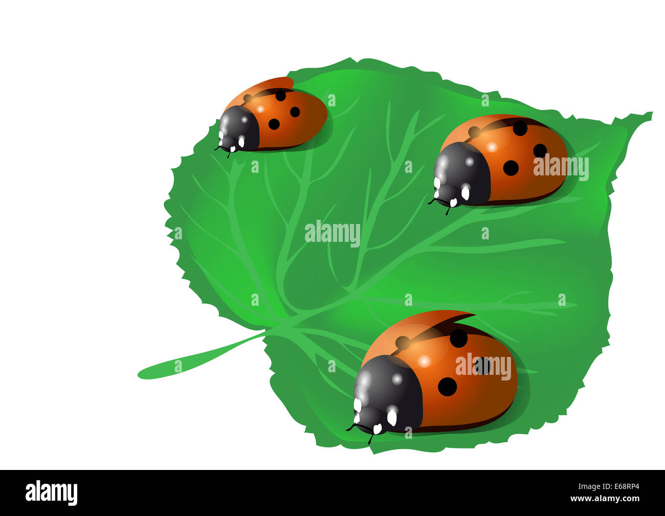 three ladybugs on a leaf isolated on white Stock Photo - Alamy