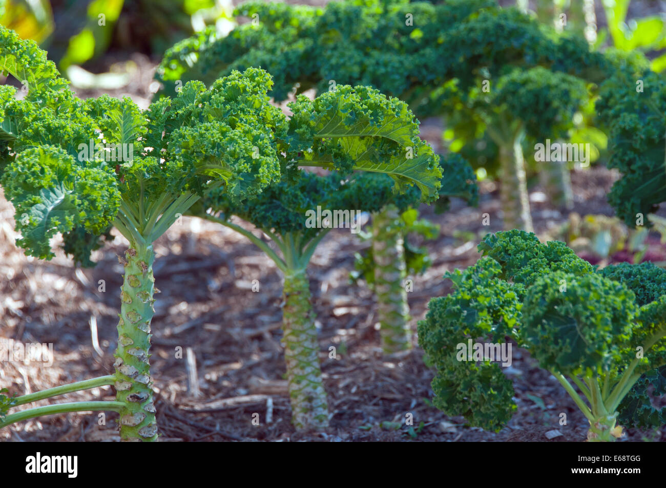 Kale plants hi-res stock photography and images - Alamy