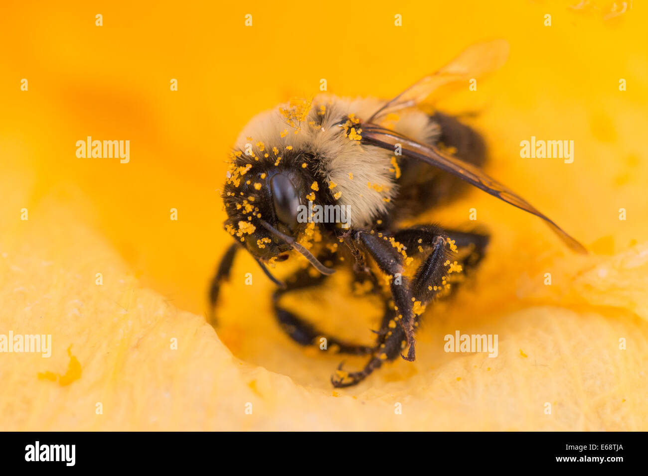 Bumble bee pollen hi-res stock photography and images - Alamy