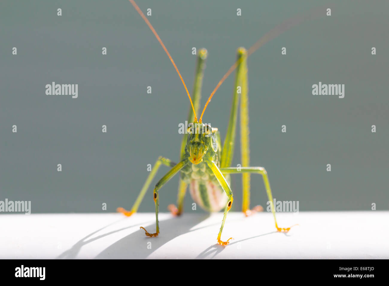 Grasshopper striking the pose Stock Photo - Alamy