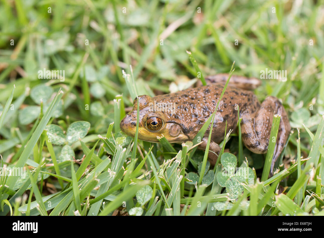 Peek a Boo Frog Stock Photo - Alamy