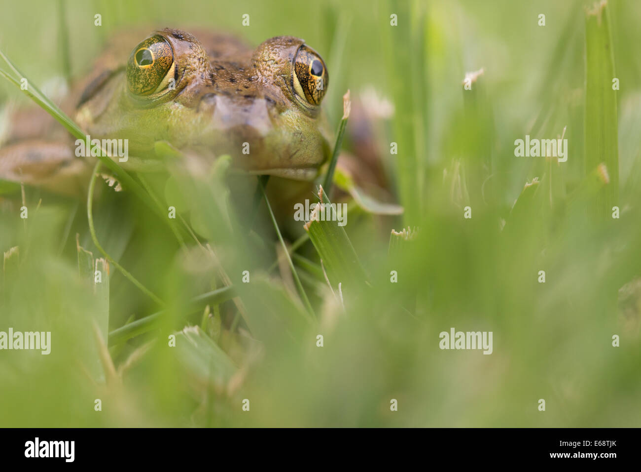 Peek a Boo Frog Stock Photo - Alamy