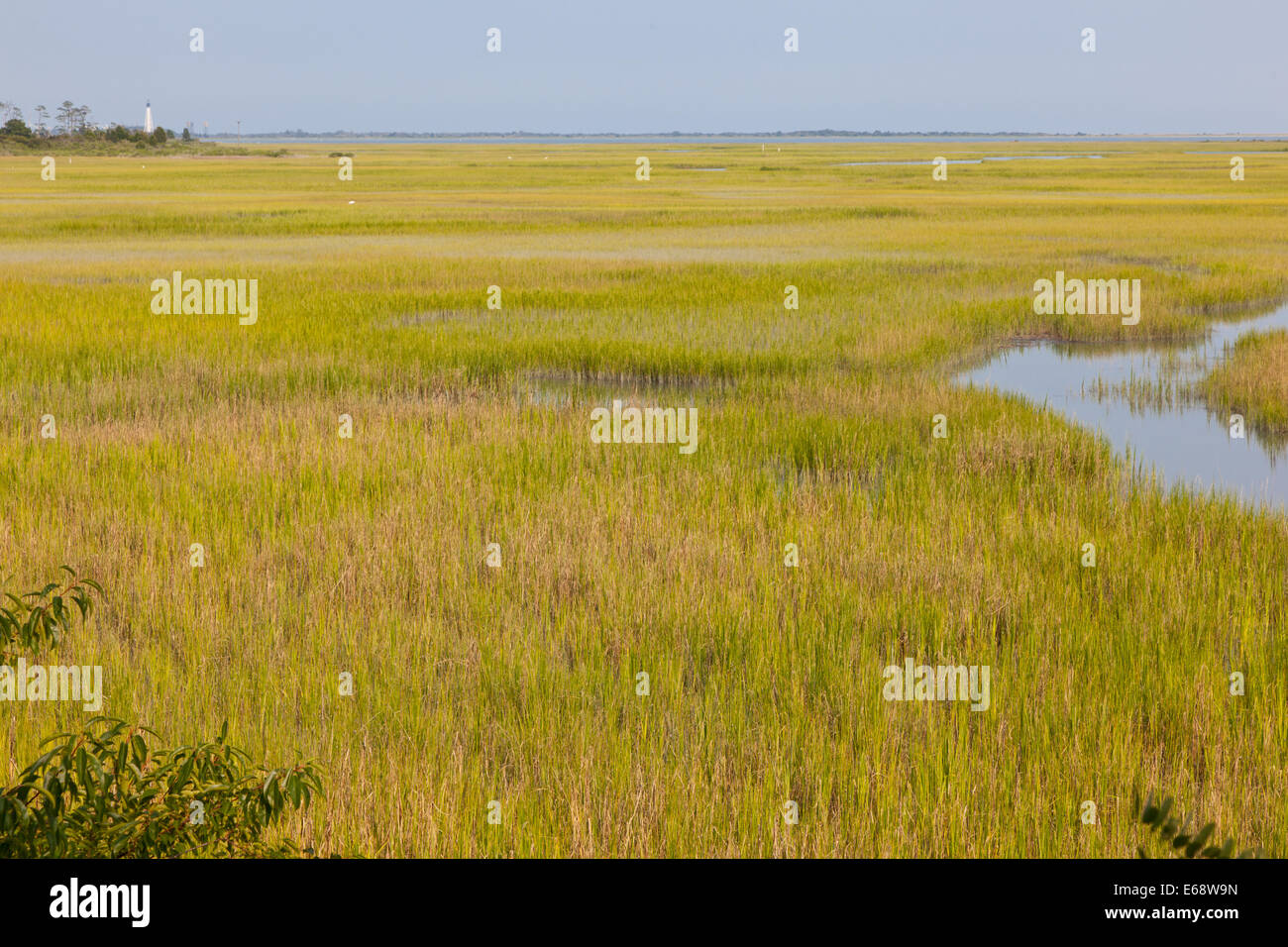 Swampy grassland hi-res stock photography and images - Alamy