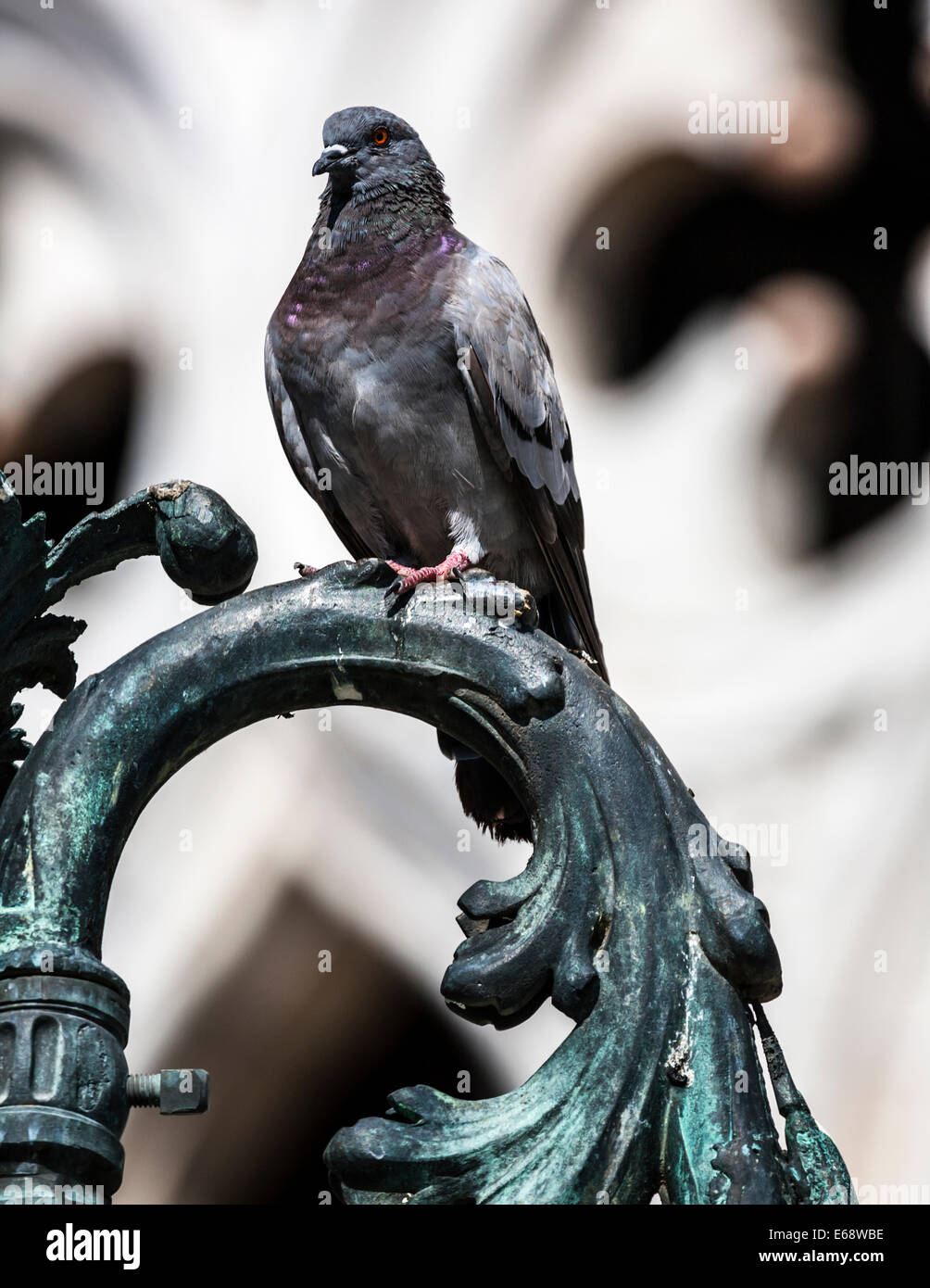A wild feral pigeon perched on a lamppost, St Mark's Square, Venice ...