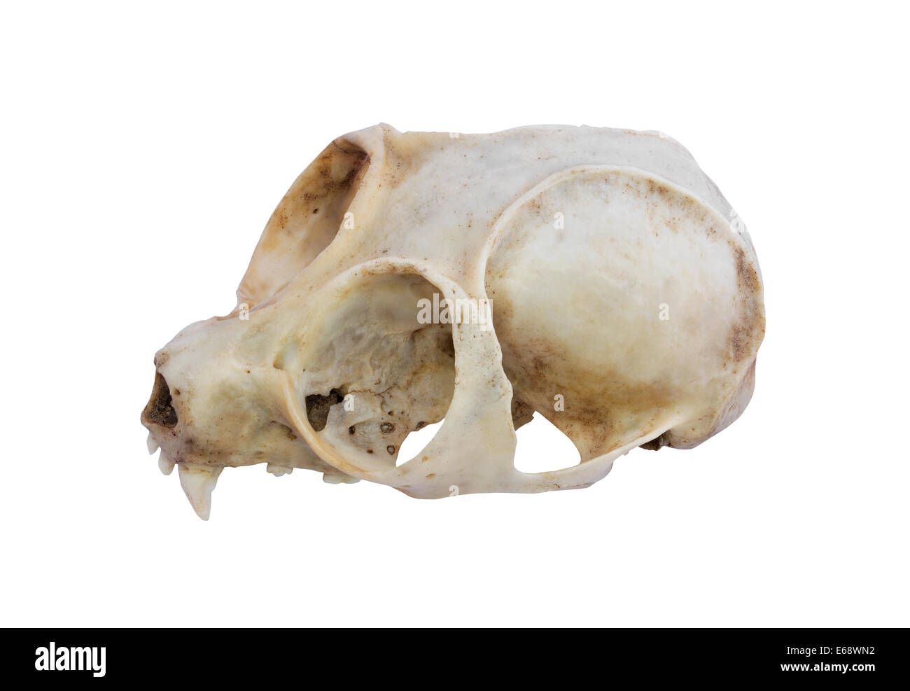 Slow loris monkey skull isolated with clipping path Stock Photo - Alamy