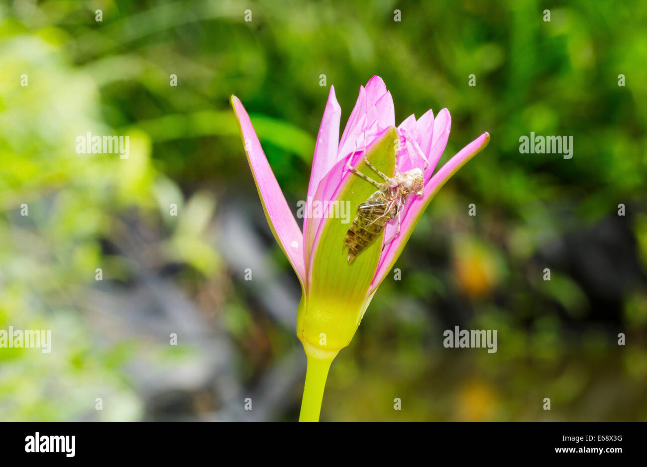 Dragonfly nymph shell on lotus flower in nature Stock Photo - Alamy