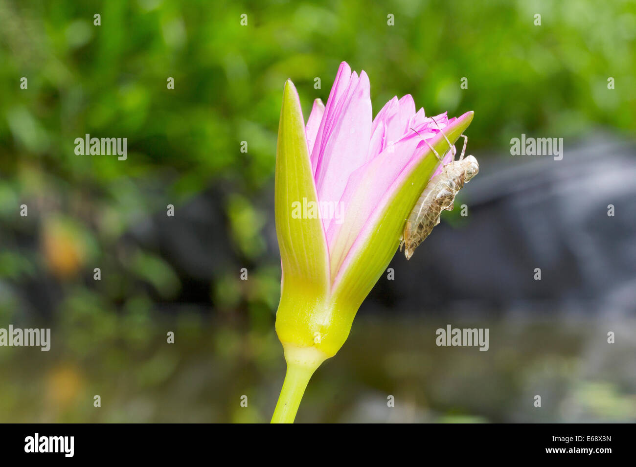 Dragonfly life cycle hi-res stock photography and images - Alamy