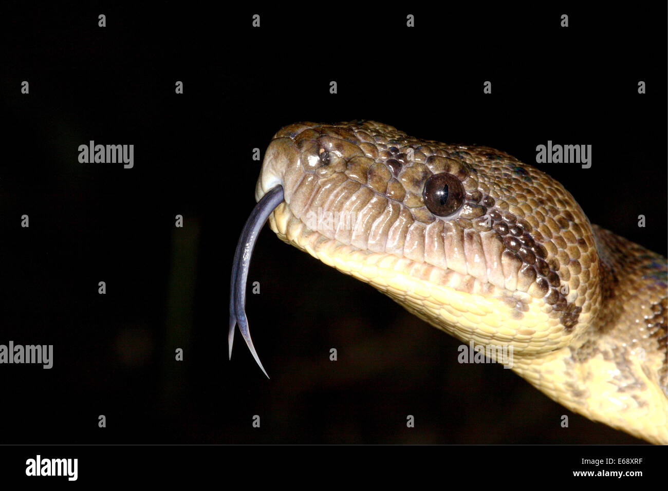 Madagascar Tree Boa (Sanzinia madagascariensis) , Andasibe-Mantadia ...