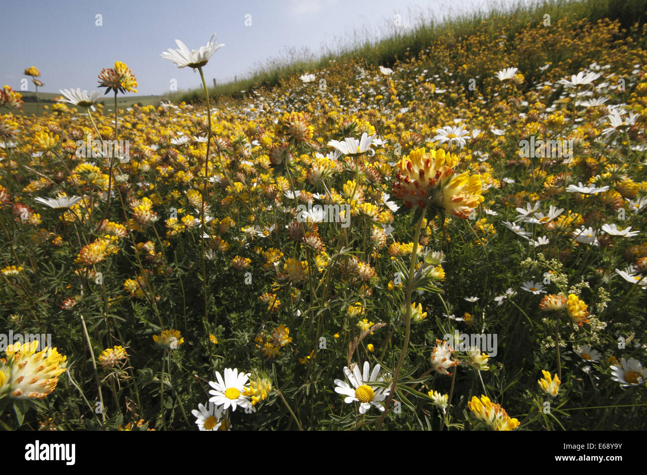 English field of daisies and clover flowers Stock Photo - Alamy