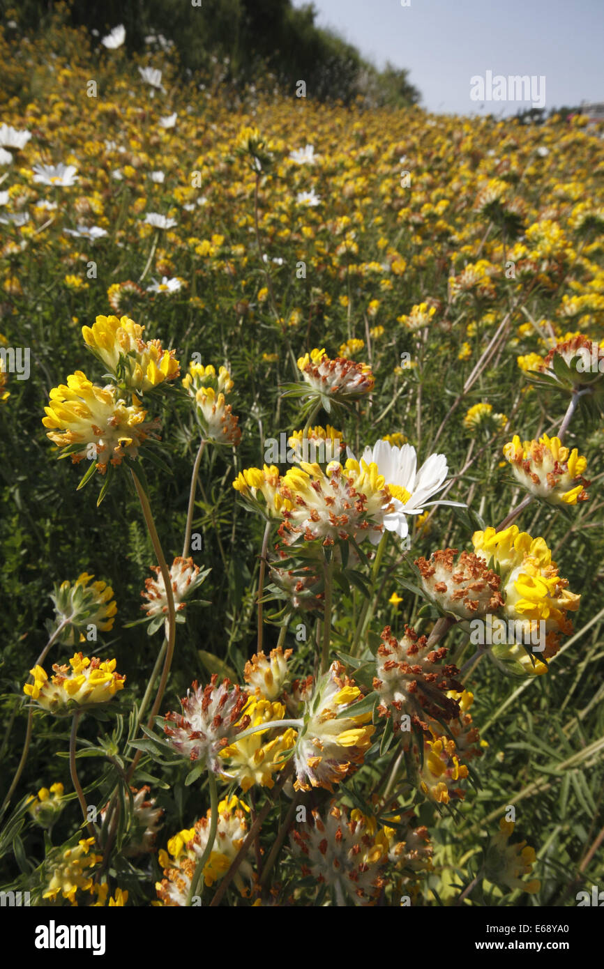 English field of daisies and clover flowers Stock Photo - Alamy
