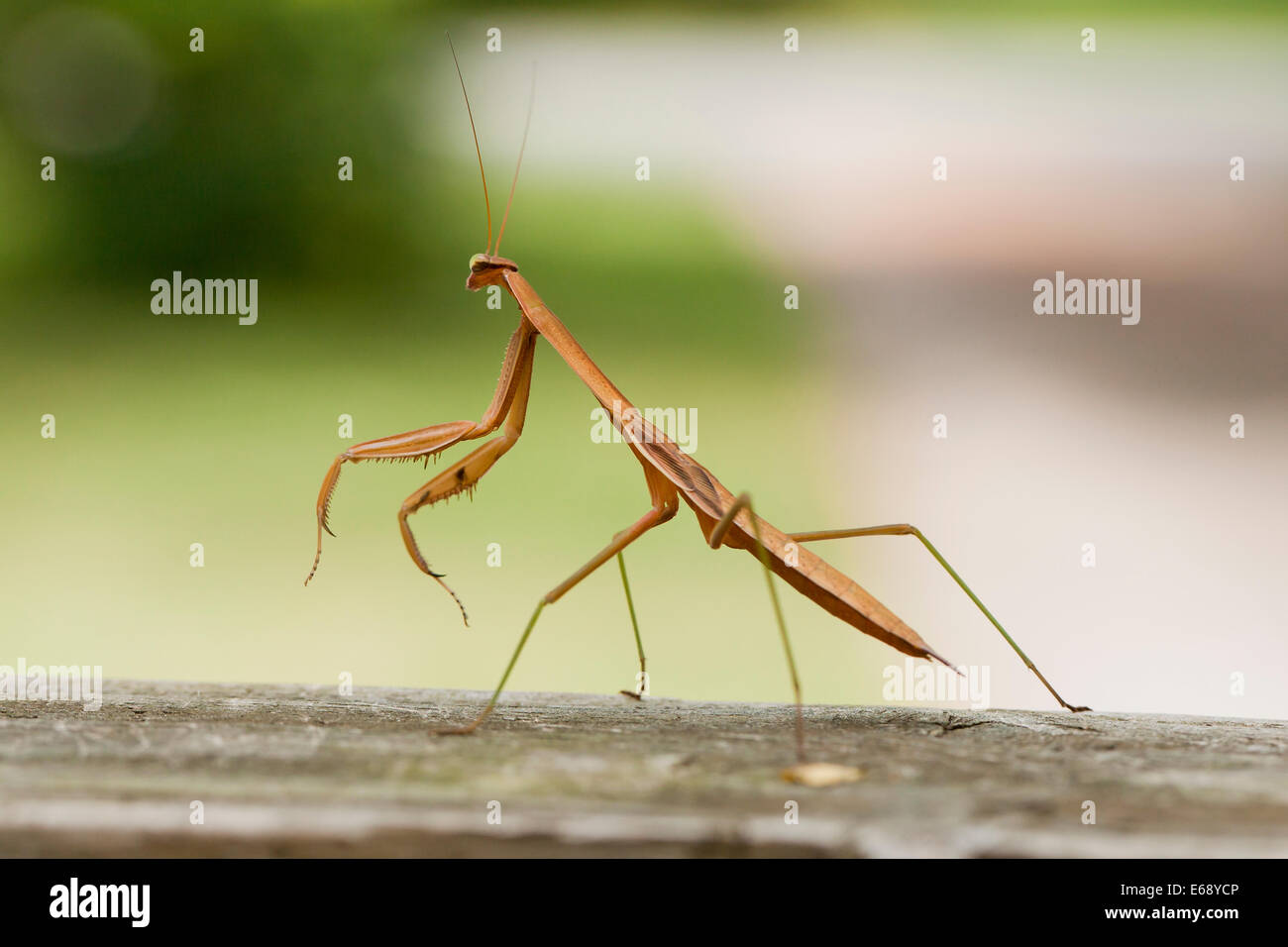 Chinese praying mantis hi-res stock photography and images - Alamy