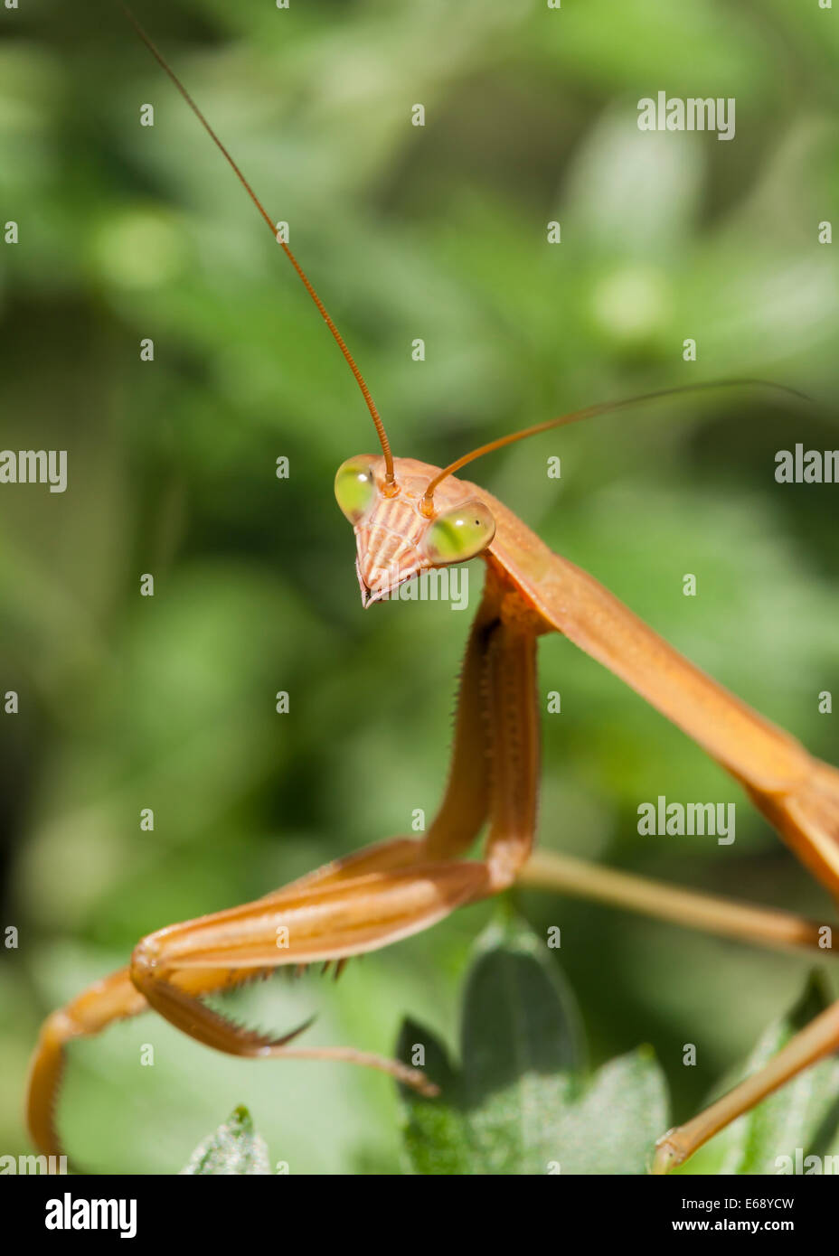 Chinese Praying Mantis
