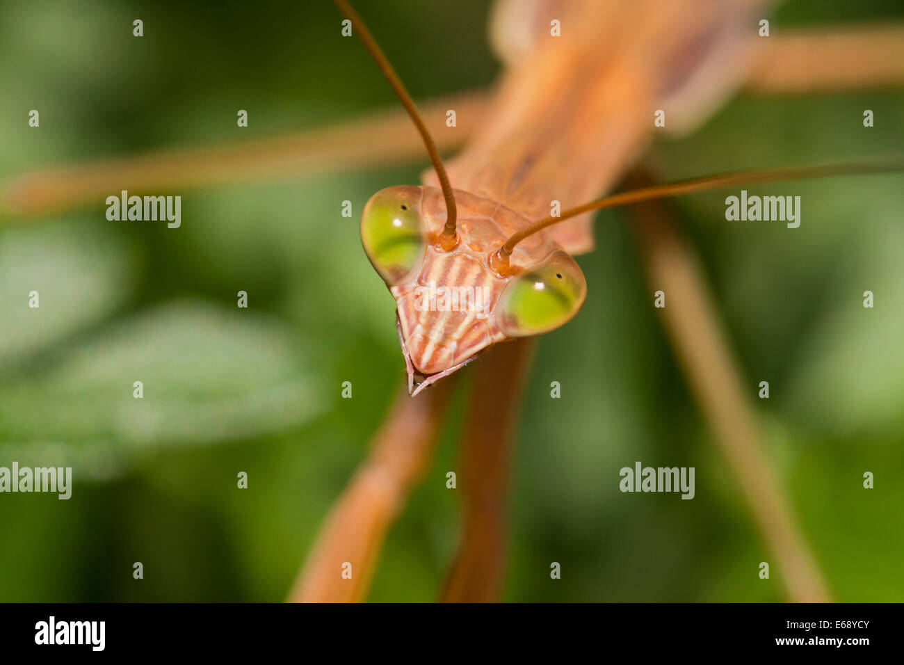 Close up of praying mantis face hi-res stock photography and images - Alamy