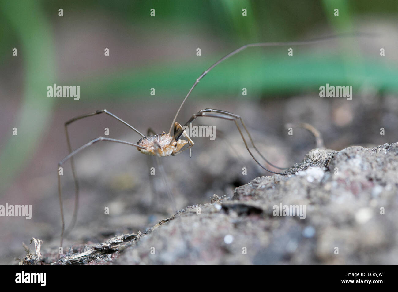 Harvestman Arachnida High Resolution Stock Photography and Images - Alamy
