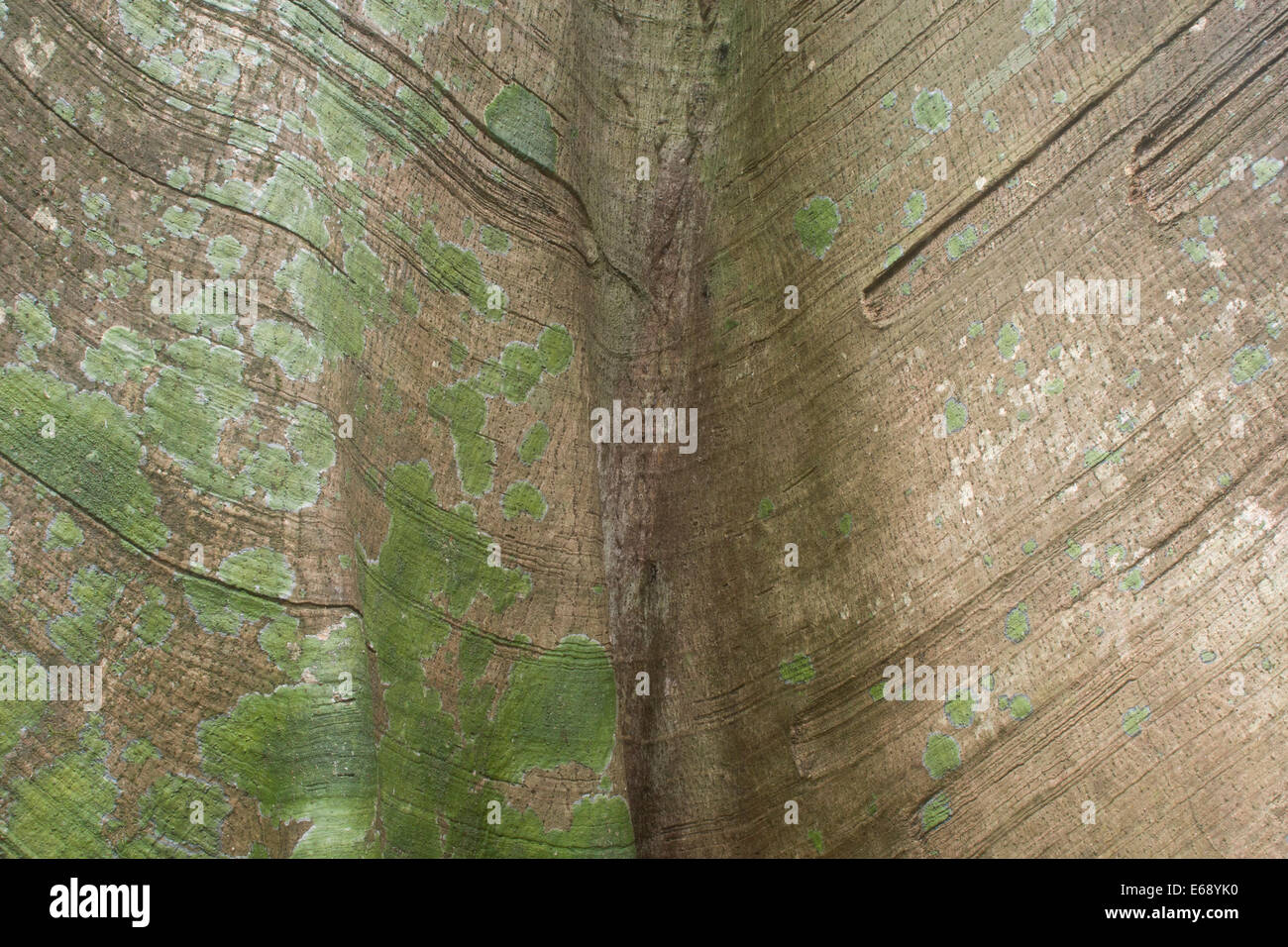 Patterns in tree bark Stock Photo - Alamy