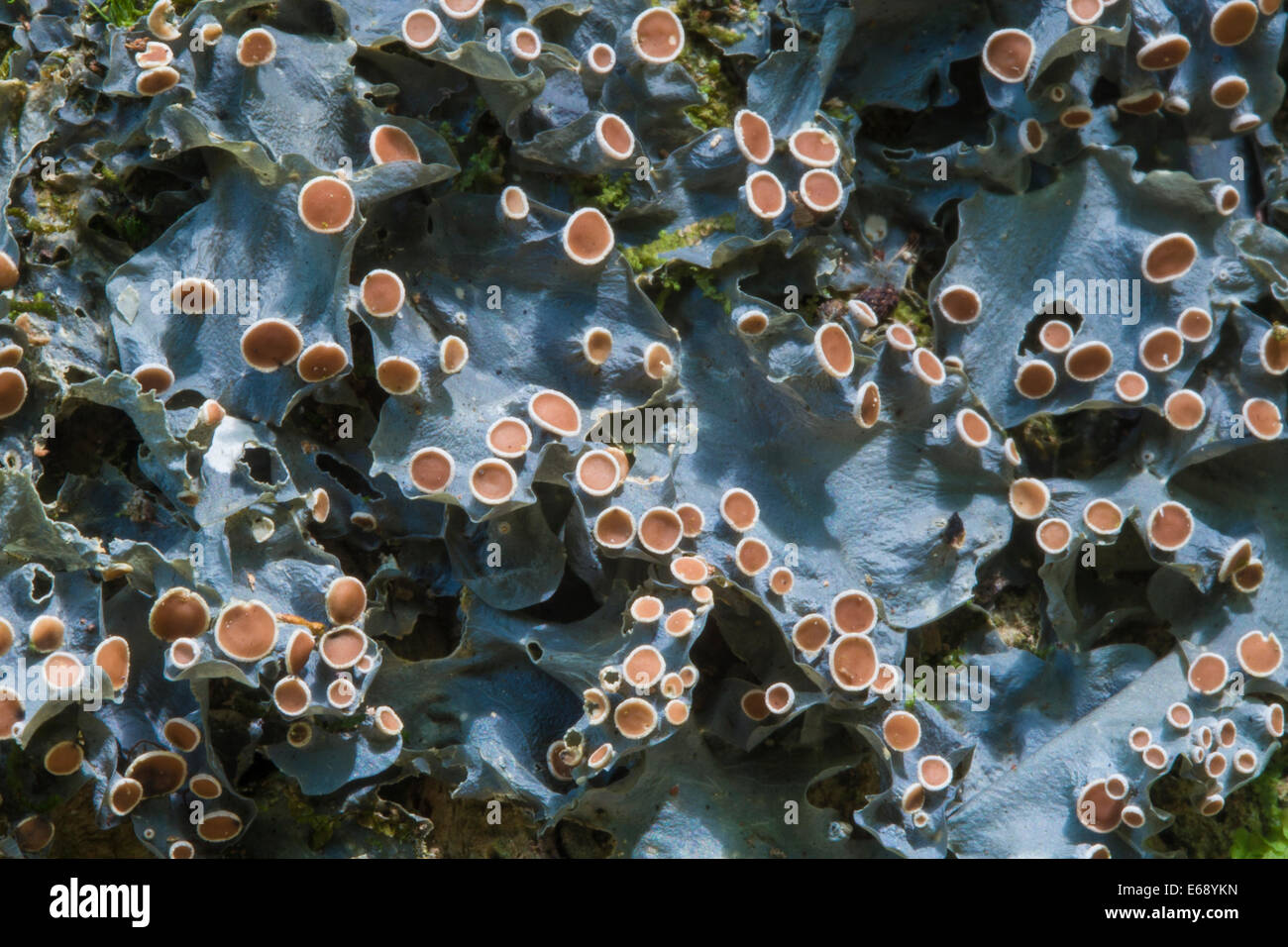 Colorful fungi lichen hi-res stock photography and images - Alamy