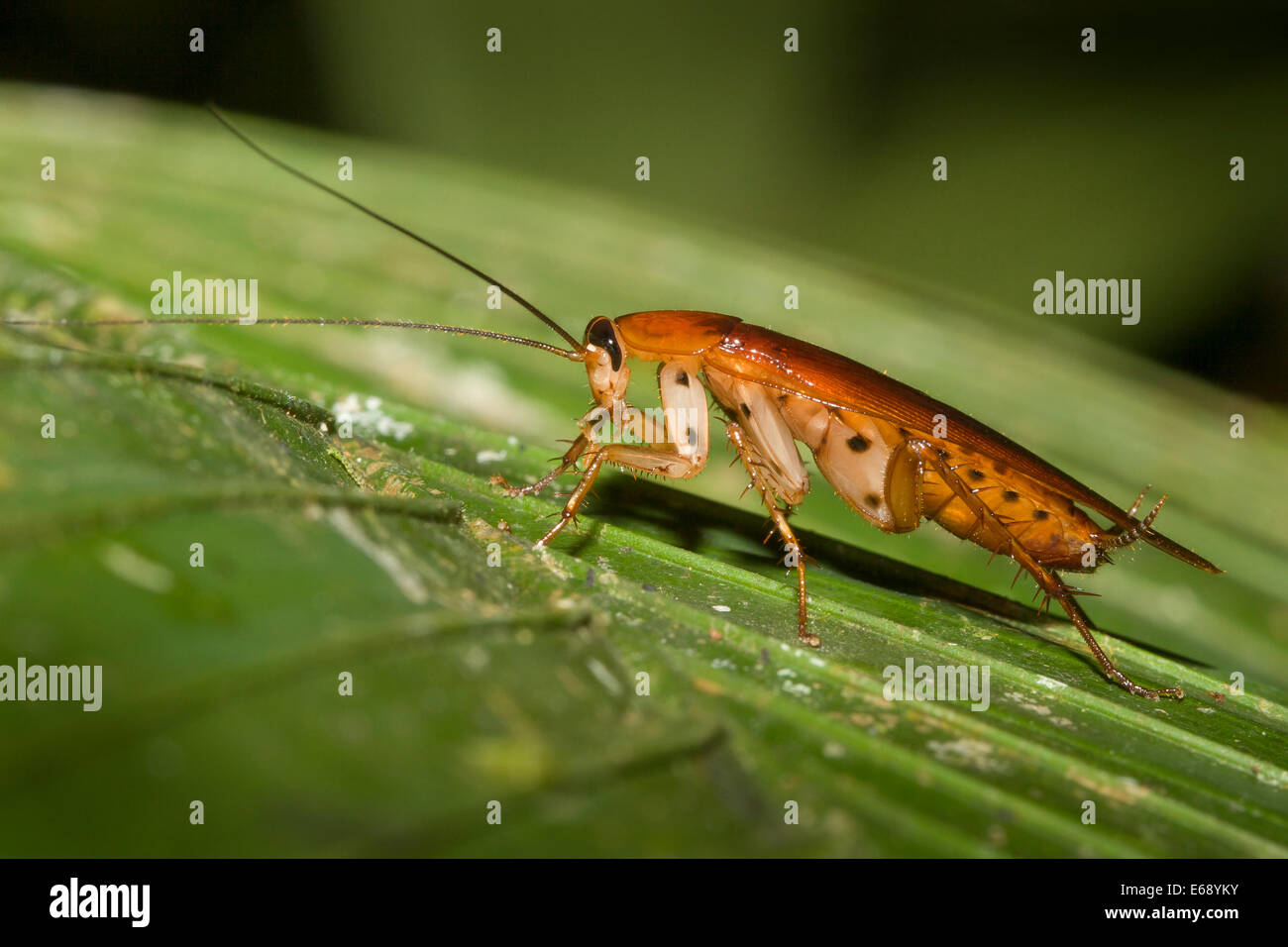 Tropical cockroach (Order Blattodea). Photographed in Panama Stock ...