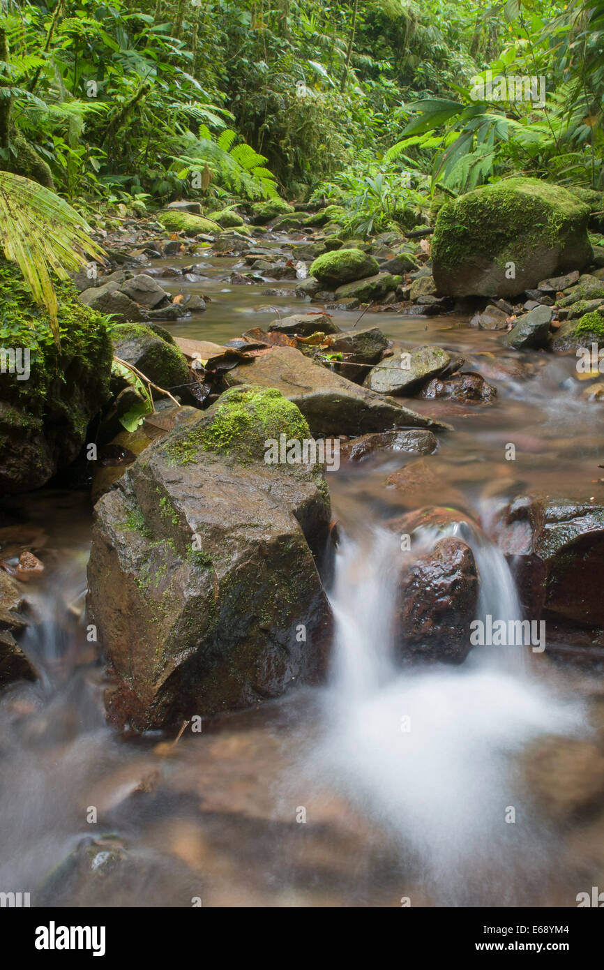 Bosque seco panama hi-res stock photography and images - Alamy