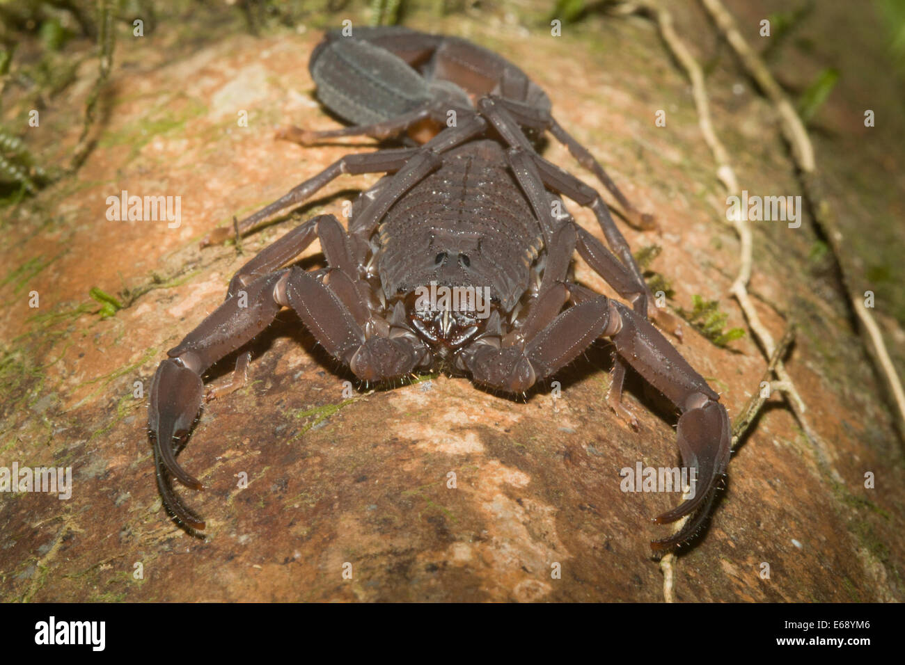 Scorpion at night in the mountain rainforests of Panama Stock Photo - Alamy