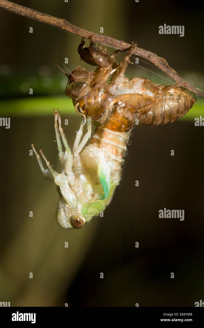 A tropical cicada photographed just as emerges from its larval ...