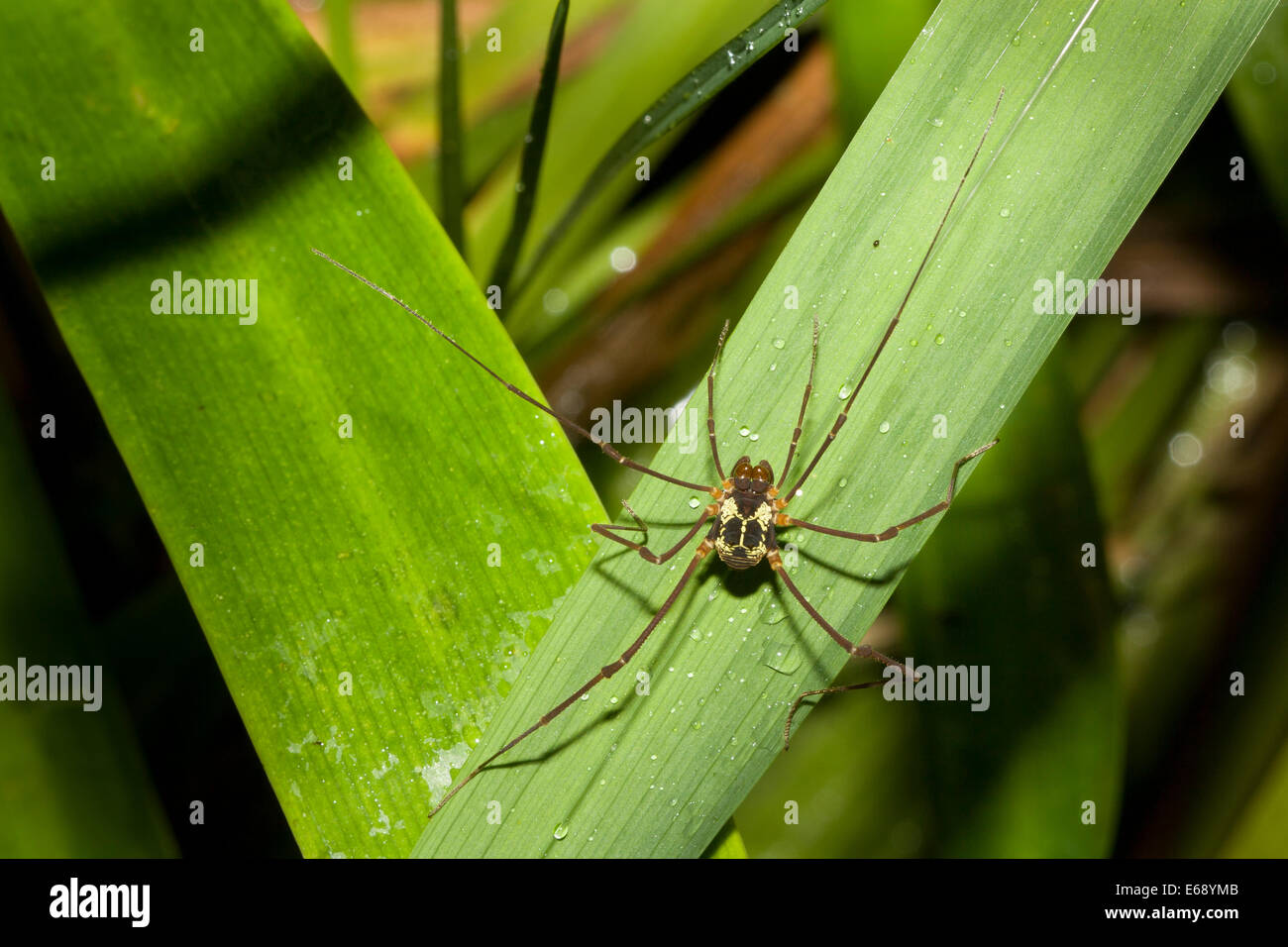 Daddy long leg harvestman opilionid hi-res stock photography and images ...