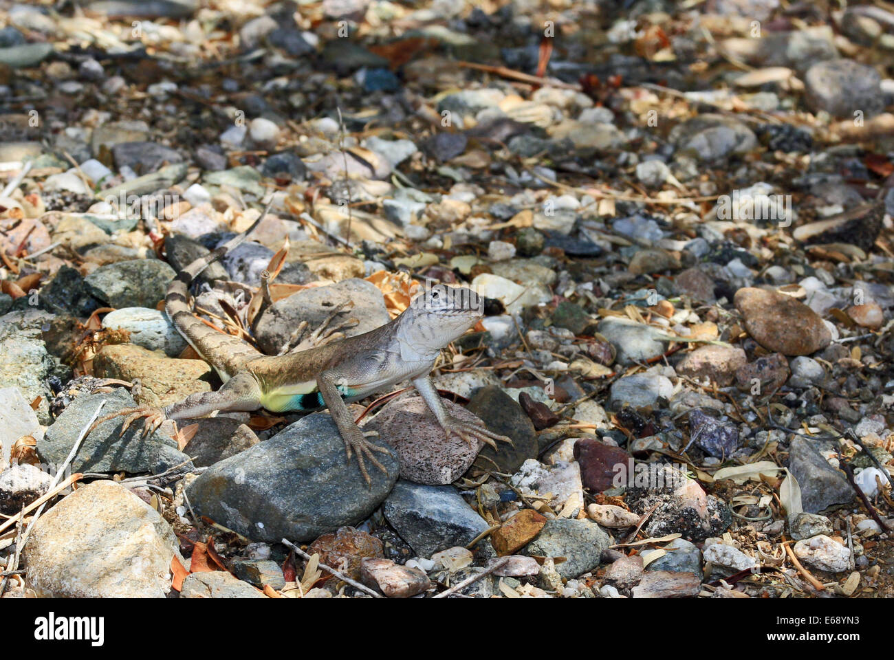 Linda brown hi-res stock photography and images - Alamy