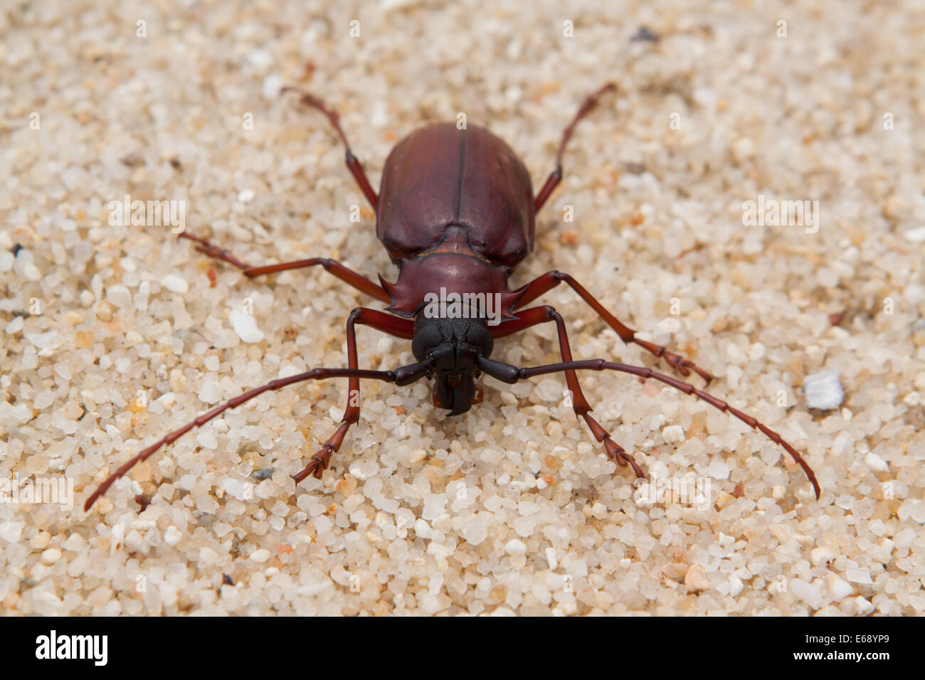 Big bug hi-res stock photography and images - Alamy