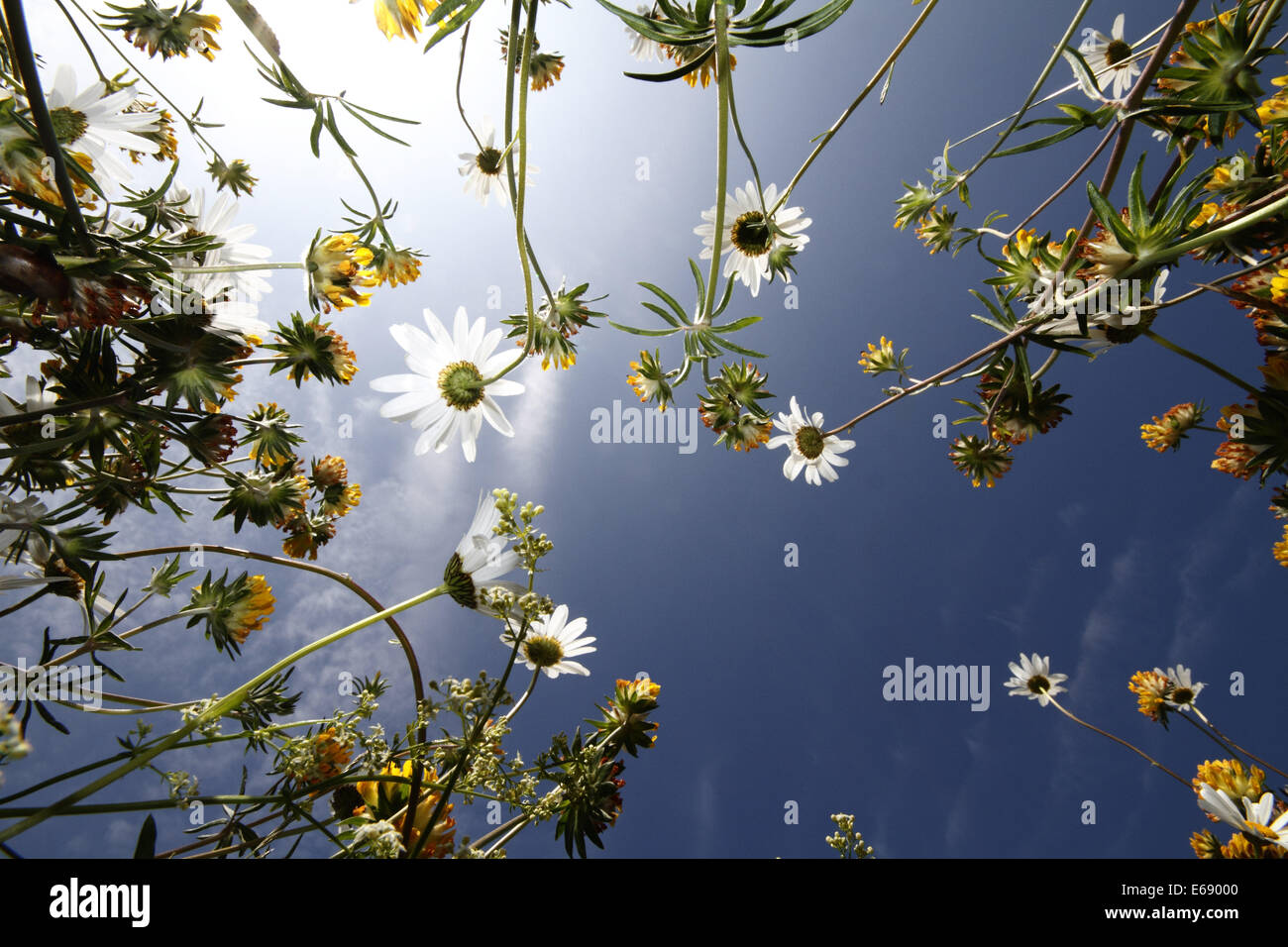 wild flowers photographed from below Stock Photo - Alamy