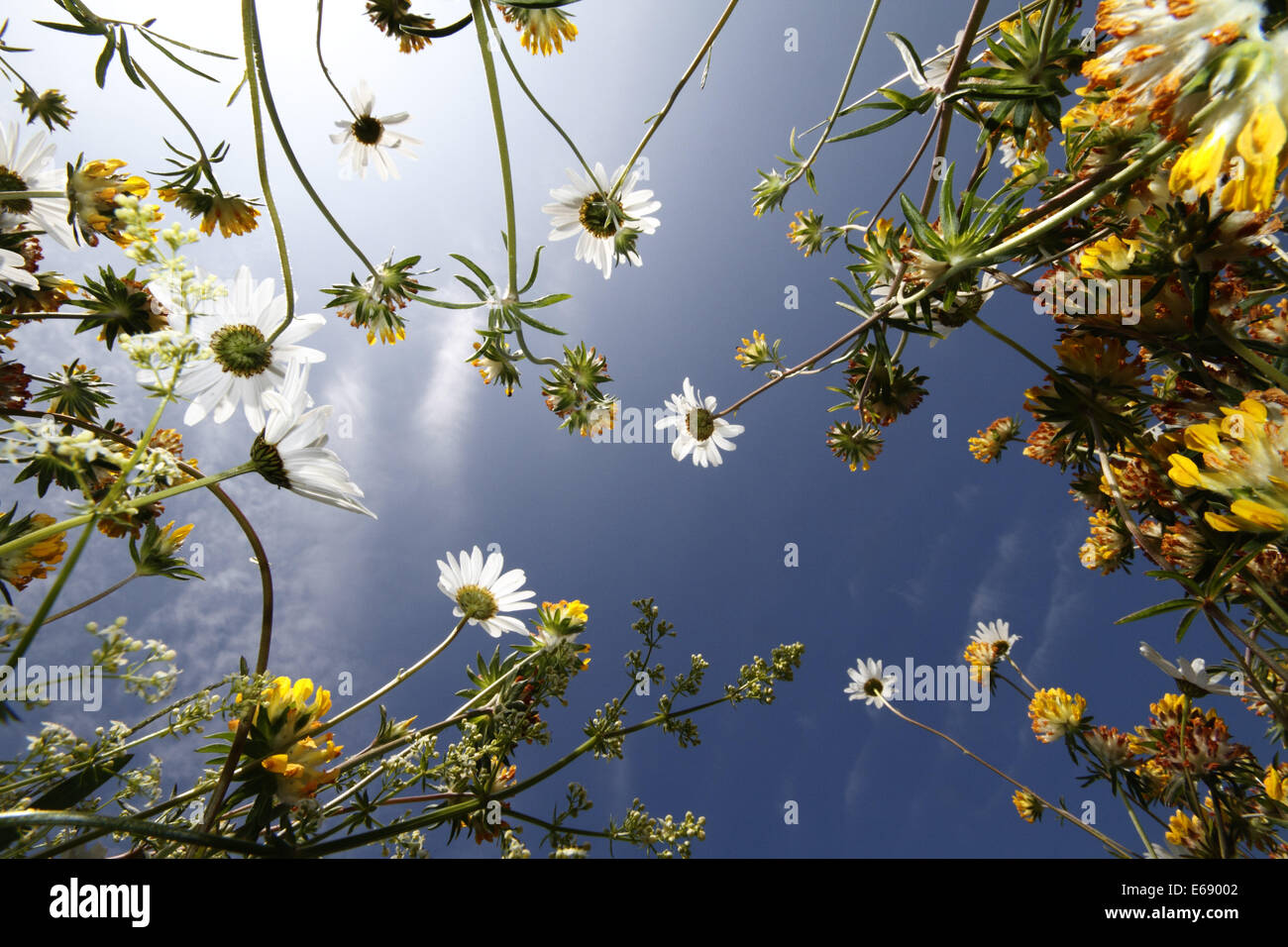 wild flowers photographed from below Stock Photo - Alamy