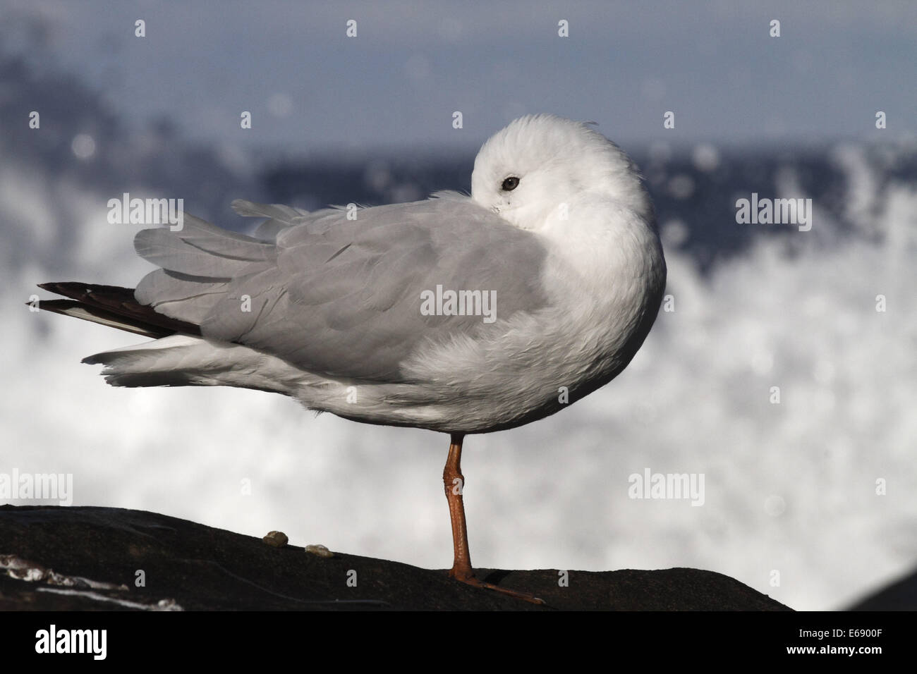 Gull resting hi-res stock photography and images - Alamy