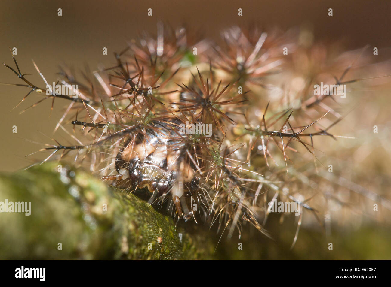 A well-defended caterpillar covered in urticating (stinging) hairs ...