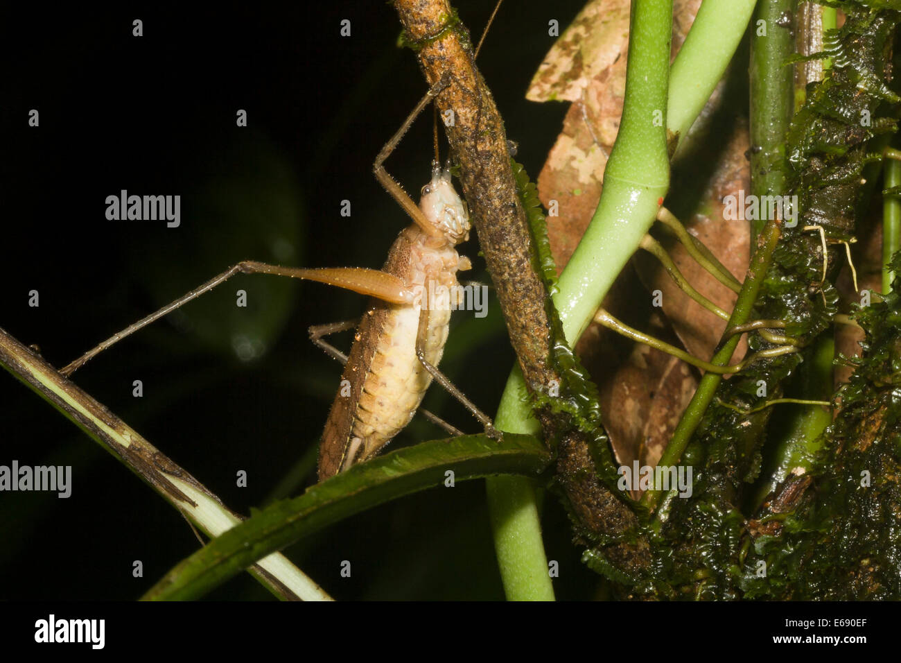 A large tropical katydid (family Tettigoniidae Stock Photo - Alamy