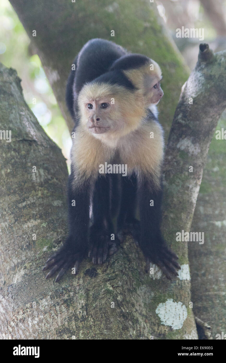 Capuchin mother and baby hi-res stock photography and images - Alamy