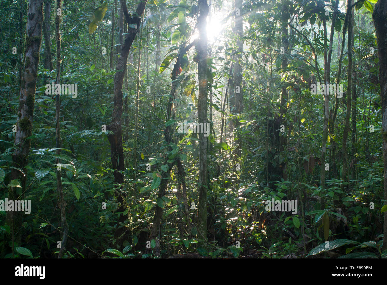 Sun shining through rainforest hi-res stock photography and images - Alamy
